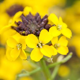 Goldlack gelb Lieferform: Im 0,5 Liter Topf