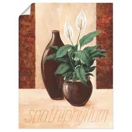 Poster Artland "Spathiphyllum - Einblatt", beige (farbe bild(er): naturfarben), B:30cm H:40cm, Bilder, Poster, ohne Rahmen