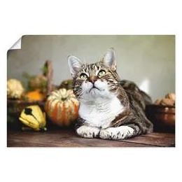 Poster Artland "Katze und Herbstdeko", beige (farbe bild(er): naturfarben), B:30cm H:20cm, Bilder, Poster, ohne Rahmen