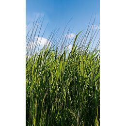 marburg Fototapete, B/L: 1,59m x 2,7m, grau, Schlafzimmer, Tapeten, moderne Tapete f&uuml;r Wohnzimmer Schlafzimmer K&uuml;che
