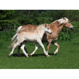 Fototapete papermoon "Br&uuml;cke in Schneelandschaft", bunt, B:2,5m L:1,86m, Vlies, Tapeten, Fototapete