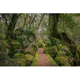 Fototapete papermoon "Waldweg", bunt, B:2,5m L:1,86m, Vlies, Tapeten, Fototapete