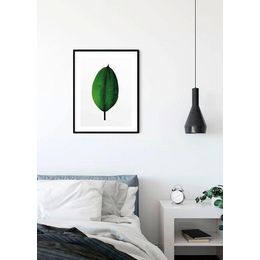 Bild Komar "Ficus Leaf", bunt (farbe bild(er): bunt), B:50cm H:70cm, Holz, Papier, Bilder, Bild, Wandbild zur Dekoration - ohne Rahmen