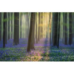 Fototapete papermoon "Photo-Art ADRIAN POPAN, TAGTR&Auml;UME VON BLUEBELLS", bunt, B:3m L:2,23m, Vlies, Tapeten, Fototapete
