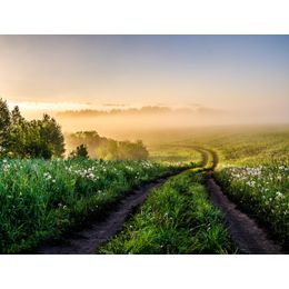 Fototapete papermoon "Foggy Forest Path", bunt, B:3,5m L:2,6m, Vlies, Tapeten, Fototapete