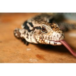 Fototapete papermoon "Eidechse", bunt, B:4m L:2,6m, Vlies, Tapeten, Fototapete