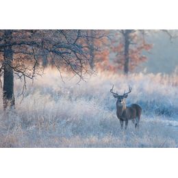 Fototapete papermoon "Hirsch in Landschaft", bunt, B:4m L:2,6m, Vlies, Tapeten, Fototapete