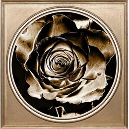 Acrylglasbild queence "Rose Sepia", bunt (farbe bild(er): bunt), B:40cm H:40cm T:3cm &Oslash;:56,57cm, Bilder, Acrylglasbild, Fine Art-Print in Galeriequalit&auml;t