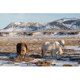 Fototapete papermoon "Pferde in Landschaft", bunt, B:3,5m L:2,6m, Vlies, Tapeten, Fototapete