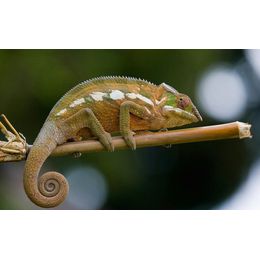 Fototapete papermoon "Cham&auml;leon", bunt, B:3m L:2,23m, Vlies, Tapeten, Fototapete