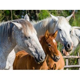 Fototapete papermoon "Camargue-Pferdefohlen", bunt, B:4,5m L:2,8m, Vlies, Tapeten, Fototapete