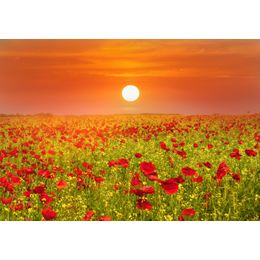 Fototapete papermoon "Red Poppies Field", bunt, B:4m L:2,6m, Vlies, Tapeten, Fototapete