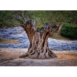 Fototapete papermoon "Old Olive Tree Trunks", bunt, B:5m L:2,8m, Vlies, Tapeten, Fototapete
