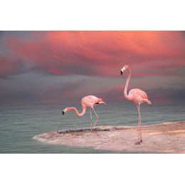 Fototapete papermoon "ROSA FLAMINGOS-V&Ouml;GEL TIERE STRAND HIMMEL DEKOR ABSTRAKT", bunt, B:3,5m L:2,6m, Vlies, Tapeten, Fototapete