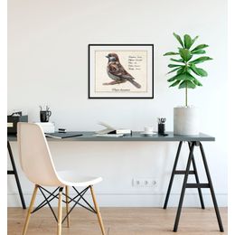 Bild queence "Passer domesticus", braun (farbe rahmen: schwarz, farbe bild(er): braun), B:40cm H:30cm, Acrylglas, Holz, Papier, Bilder, Bild, HD Premium Poster-Druck inkl. Holzrahmen