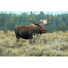 Fototapete papermoon "ELCH-STIER TIER HIRSCH WALD GEWEIH STEPPE TUNDRA PR&Auml;RIE", bunt, B:4,5m L:2,8m, Vlies, Tapeten, Fototapete
