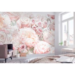 Fototapete Komar "Spring Roses - Gr&ouml;&szlig;e 368 x 254 cm", rosa (rosa, wei&szlig;), B:368m L:254m, Papier, Tapeten, Fototapete, Wohnzimmer, Schlafzimmer