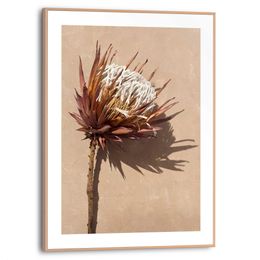 Poster Reinders "Protea Blume", braun (farbe bild(er): braun), B:30cm H:40cm T:1,6cm, MDF, Bilder, Poster