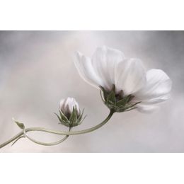 Fototapete papermoon "Photo-Art MANDY DISHER, EINFACH KOSMOS", bunt, B:4m L:2,6m, Vlies, Tapeten, Fototapete