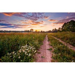 Fototapete papermoon "Feldweg", bunt, B:4m L:2,6m, Vlies, Tapeten, Fototapete