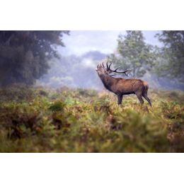Fototapete papermoon "Photo-Art MARCO REDAELLI, IM REGEN SCHREIEN", bunt, B:2,5m L:1,86m, Vlies, Tapeten, Fototapete