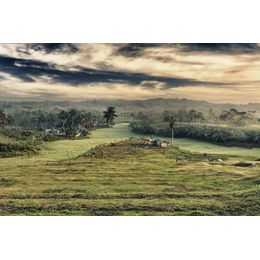 Fototapete papermoon "LANDSCHAFT-NATUR WALD PALMEN B&Auml;UME DSCHUNGEL PFLANZEN", bunt, B:3,5m L:2,6m, Vlies, Tapeten, Fototapete