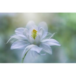 Fototapete papermoon "Photo-Art JACKY PARKER, REINHEIT", bunt, B:3m L:2,23m, Vlies, Tapeten, Fototapete