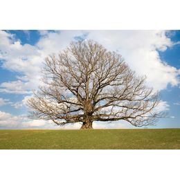 Fototapete papermoon "Baum in Landschaft", bunt, B:2m L:1,49m, Vlies, Tapeten, Fototapete
