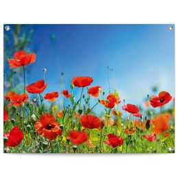 Poster Reinders "Sommerblumen", rot (farbe bild(er): rot), B:80cm H:60cm T:0,1cm, Leinwand, Bilder, Poster, Outdoor f&uuml;r Garten oder Balkon