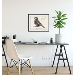Bild queence "Passer domesticus", braun (farbe rahmen: schwarz, farbe bild(er): braun), B:70cm H:50cm, Acrylglas, Holz, Papier, Bilder, Bild, HD Premium Poster-Druck inkl. Holzrahmen