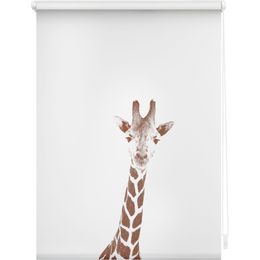 Seitenzugrollo LICHTBLICK ORIGINAL "Rollo Klemmfix, ohne Bohren, blickdicht, Giraffe - Braun", braun (braun, wei&szlig;), B:60cm H:150cm, Polyester, Rollos, Seitenzugrollo