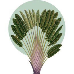 Bild Komar "Botanical Garden Pinnate Palm", gr&uuml;n (farbe bild(er): gr&uuml;n), B:30cm H:30cm, Holz, Papier, Bilder, Bild, Wandbild zur Dekoration - ohne Rahmen