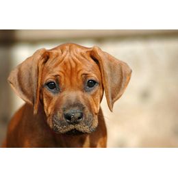 Fototapete papermoon "Rhodesian Ridgeback Welpe", bunt, B:2m L:1,5m, Vlies, Tapeten, Fototapete