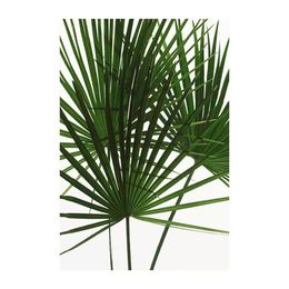 Bild Komar "Palmtree Leaves", gr&uuml;n (farbe bild(er): gr&uuml;n), B:30cm H:40cm, Holz, Papier, Bilder, Bild, Wandbild zur Dekoration - ohne Rahmen