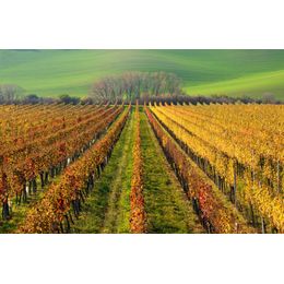 Fototapete papermoon "WEIN-BERG-HERBST REBEN ABSTRAKT FARBIG FELD WIESE B&Auml;UME", bunt, B:4,5m L:2,8m, Vlies, Tapeten, Fototapete