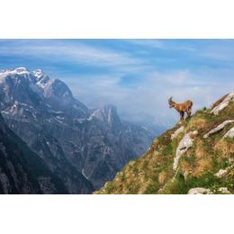 Fototapete papermoon "Photo-Art ALES KRIVEC, ALPINE IBEX IN DEN BERGEN", bunt, B:2,5m L:1,86m, Vlies, Tapeten, Fototapete