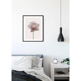 Bild Komar "Rose", rosa (farbe bild(er): rosa), B:40cm H:50cm, Holz, Papier, Bilder, Bild, Wandbild zur Dekoration - ohne Rahmen