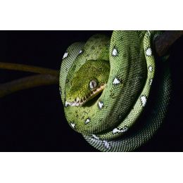 Fototapete papermoon "SMARAGDBOA-SCHLANGE TIER REPTIL AMAZONAS REGENWALD BOA", bunt, B:5m L:2,8m, Vlies, Tapeten, Fototapete