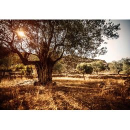 Fototapete papermoon "Wald in Landschaft", bunt, B:4m L:2,6m, Vlies, Tapeten, Fototapete