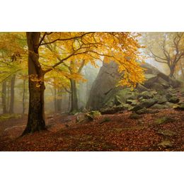 Fototapete papermoon "Photo-Art DANIEL &Aring;&tilde;E&Aring;&tilde;ICHA, HERBSTWALD", bunt, B:4m L:2,6m, Vlies, Tapeten, Fototapete