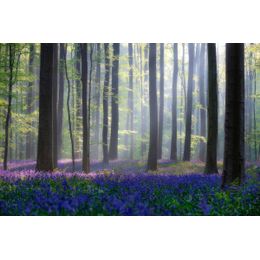 Fototapete papermoon "Photo-Art ADRIAN POPAN, WALD MIT BLAUER BLUMENWIESE", bunt, B:5m L:2,8m, Vlies, Tapeten, Fototapete