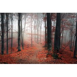 Leinwandbild queence "Herbstwald", rot (farbe bild(er): rot), B:90cm H:60cm, Holzrahmen, Leinwand, Bilder, Leinwandbild, Akustikbild mit sehr guten Schallabsorptions-Eigenschaften