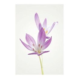 Bild Komar "Autumn Crocus", bunt (farbe bild(er): bunt), B:50cm H:70cm, Holz, Papier, Bilder, Bild, Wandbild zur Dekoration - ohne Rahmen