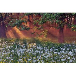 Fototapete papermoon "L&Ouml;WENZAHN-FELD WIESE PUSTEBLUME KRAUT BLUME WALD NEBEL", bunt, B:4m L:2,6m, Vlies, Tapeten, Fototapete