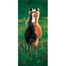 Fototapete papermoon "Haflinger Horse - T&uuml;rtapete", bunt, B:0,9m L:2m, Vlies, Tapeten, Fototapete