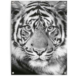 Poster Reinders "Tigerblick", schwarz (farbe bild(er): schwarz, wei&szlig;), B:60cm H:80cm T:0,1cm, Leinwand, Bilder, Poster