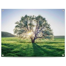 Poster Reinders "Baum in der Morgensonne", gr&uuml;n (farbe bild(er): gr&uuml;n), B:80cm H:60cm T:0,1cm, Leinwand, Bilder, Poster, Outdoor f&uuml;r Garten oder Balkon