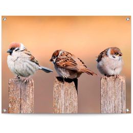 Poster Reinders "Vogelfamilie", beige (farbe bild(er): beige), B:80cm H:60cm T:0,1cm, Leinwand, Bilder, Poster