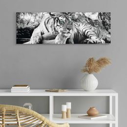 Deco-Panel Home Affaire "Tiger guckt dich an", grau (farbe bild(er): grau), B:90cm H:30cm, MDF, Papier, Bilder, Deco-Panel