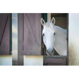 Fototapete papermoon "PFERD-TIERE PFERDE PFERDEKOPF PONY WANDTAPETE WANDDEKO", bunt, B:2m L:1,49m, Vlies, Tapeten, Fototapete